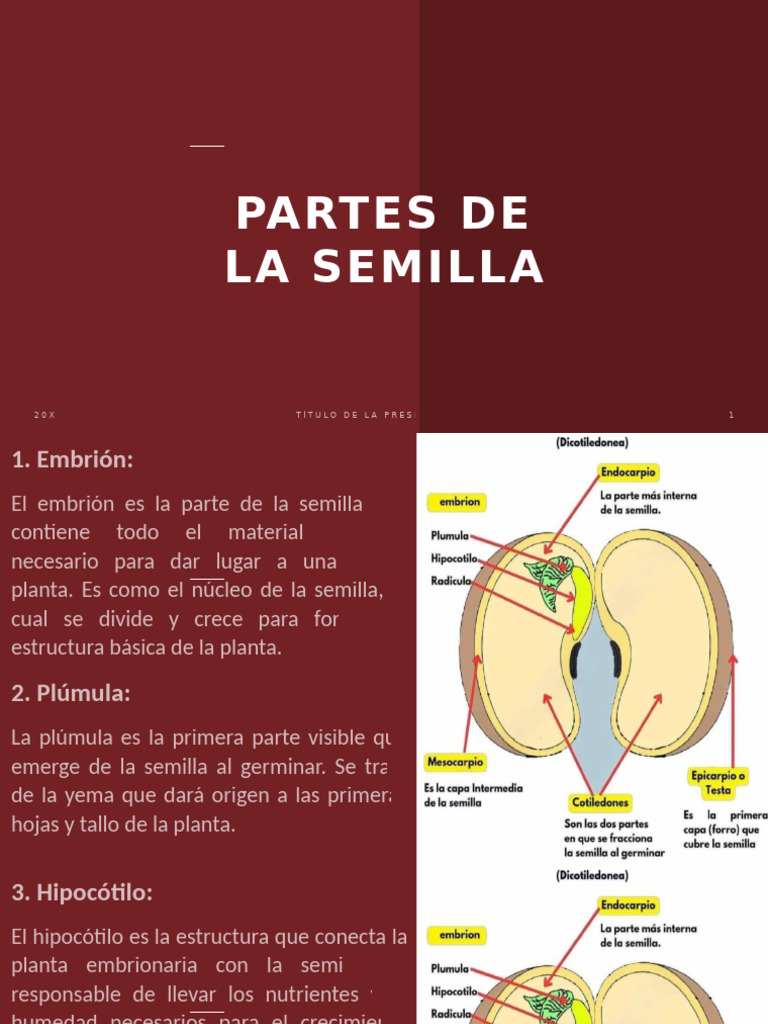 Estructura de la Semilla | PDF