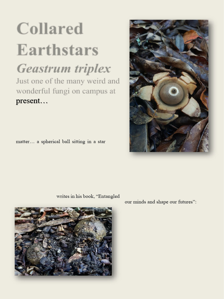 Collared Earthstar: Geastrum triplex Overview | PDF | Mycology | Fungus