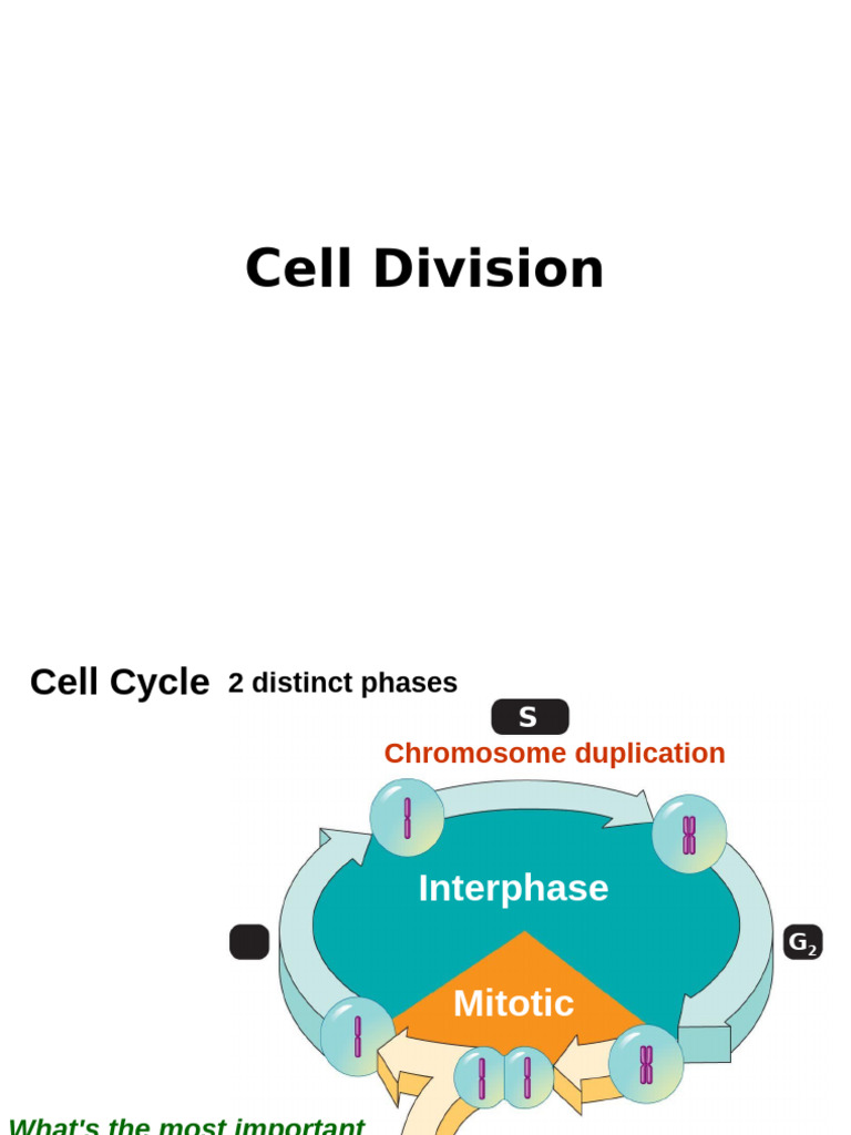 Cell Division | PDF | Mitosis | Meiosis