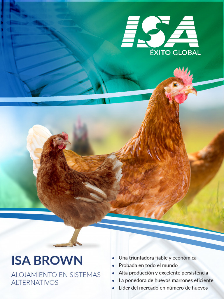 Eficiencia y Producción de ISA Brown | PDF