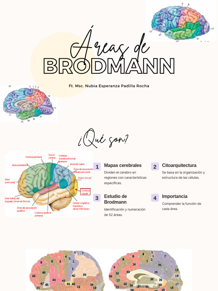 Areas de Brodmann | PDF | Cerebro | Lóbulo temporal
