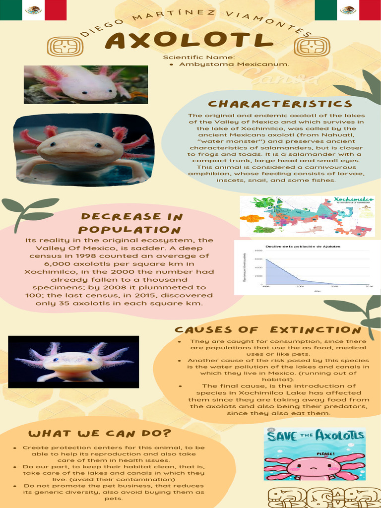 Axolotl | PDF | Amphibian | Aquatic Vertebrates