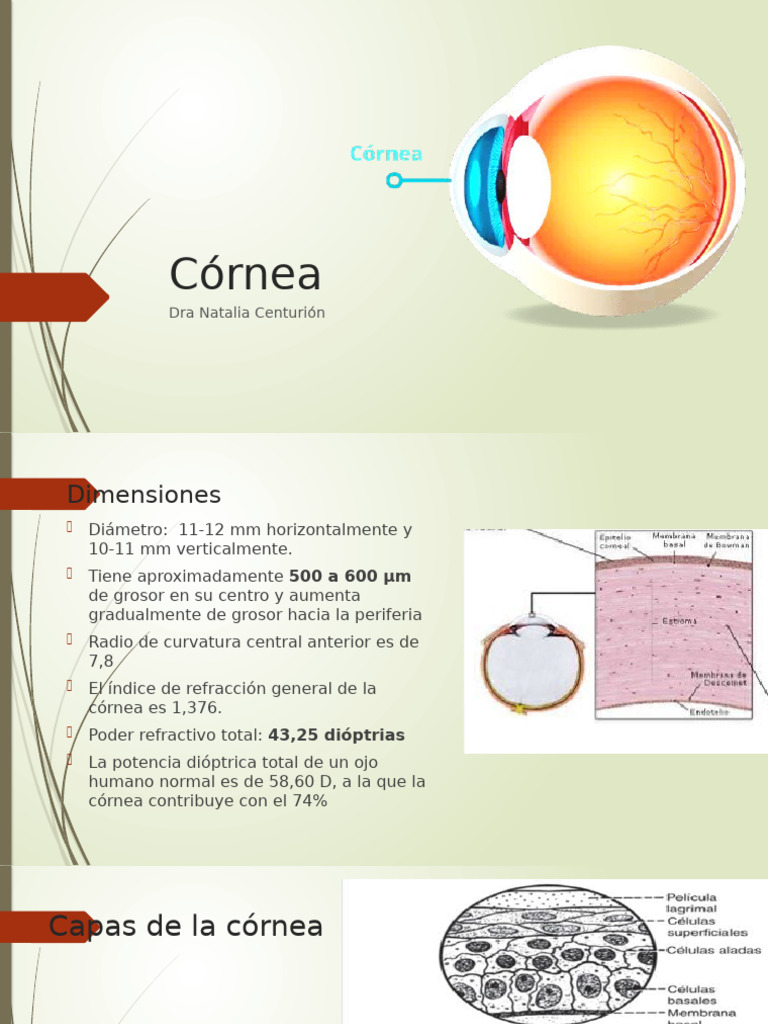 Córnea | PDF | Córnea | Oftalmología
