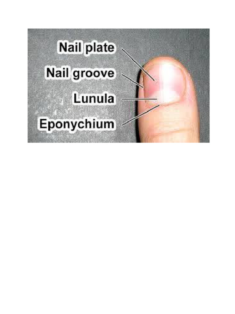 Parts of Nail | PDF