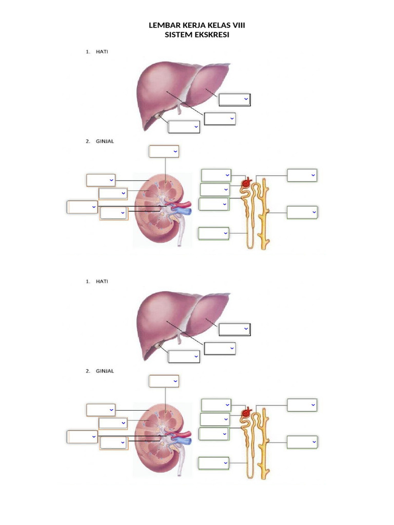 LKS Sistem Ekskresi | PDF