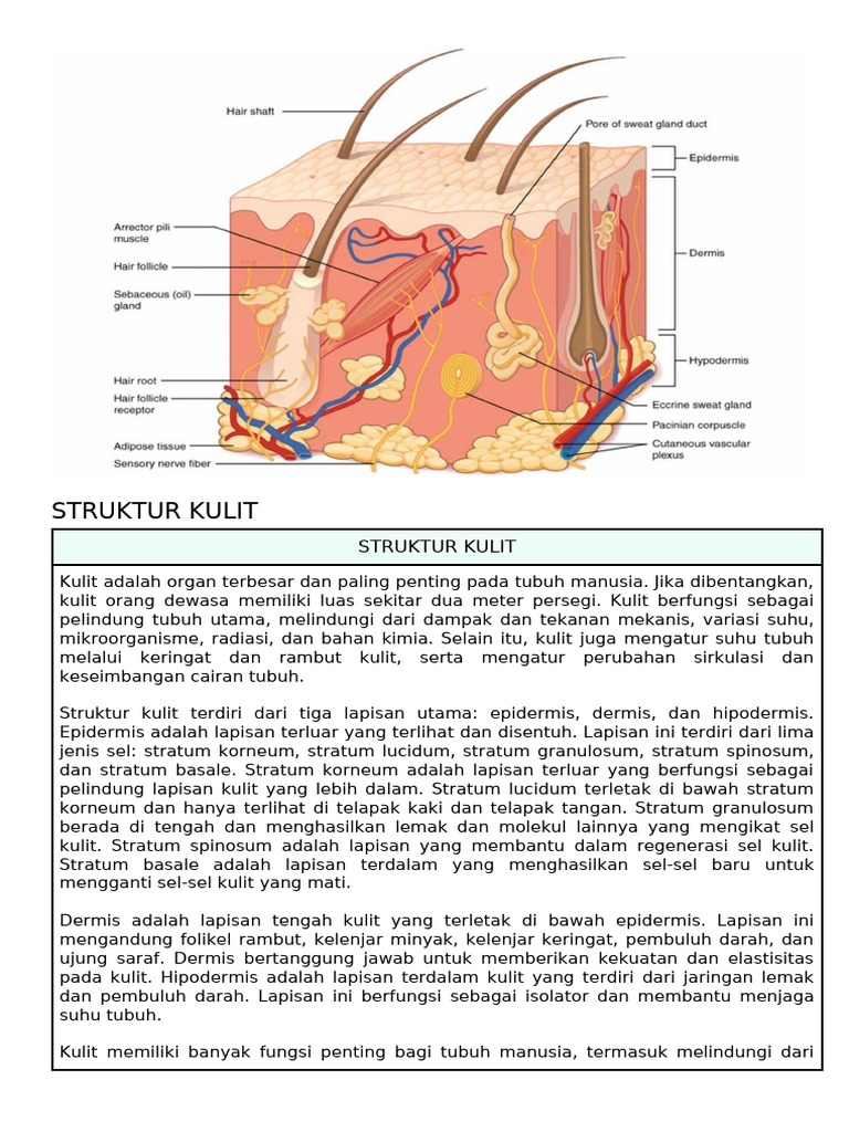Struktur Kulit - LKPD 3 | PDF | Pengembangan Diri | Sains & Matematika
