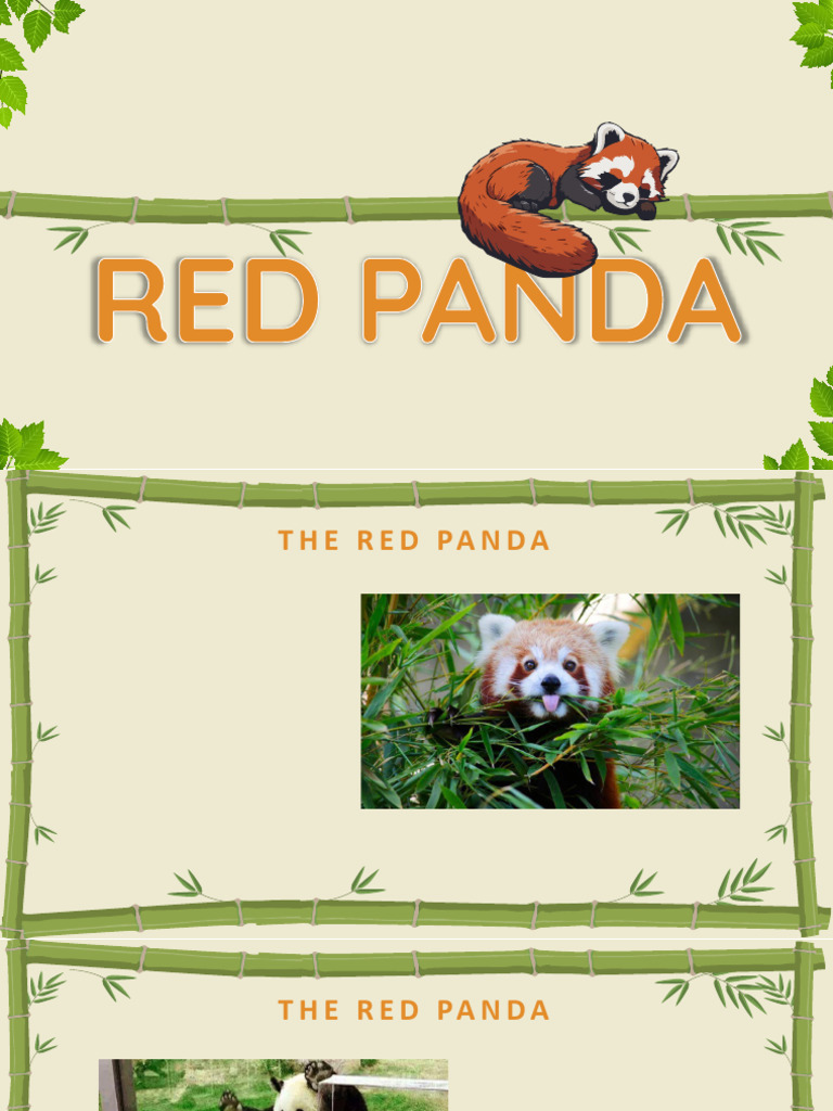 The Red Panda | PDF