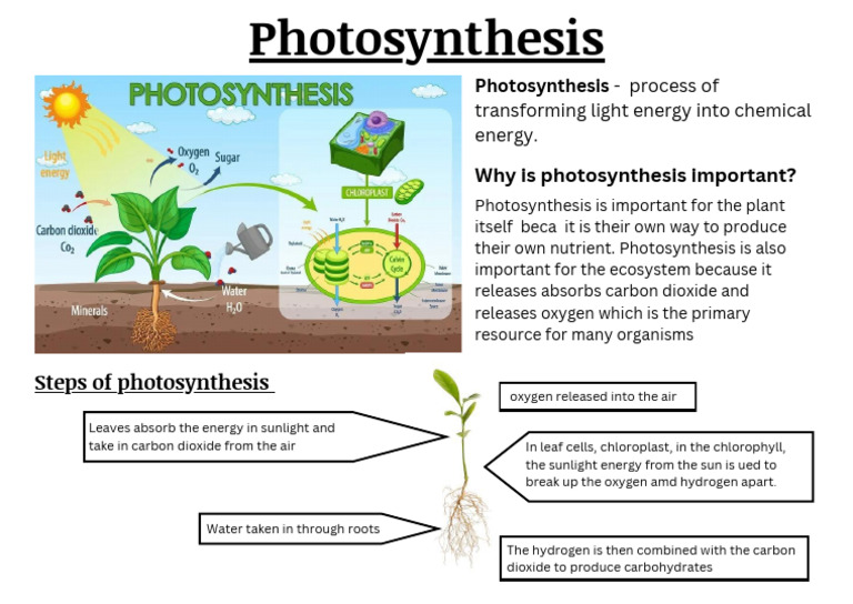 Photosynthesis | PDF