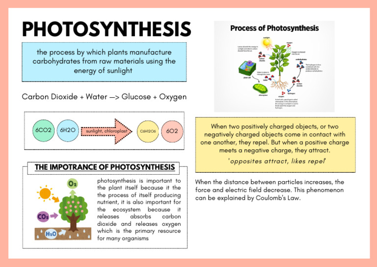 Photosynthesis | PDF