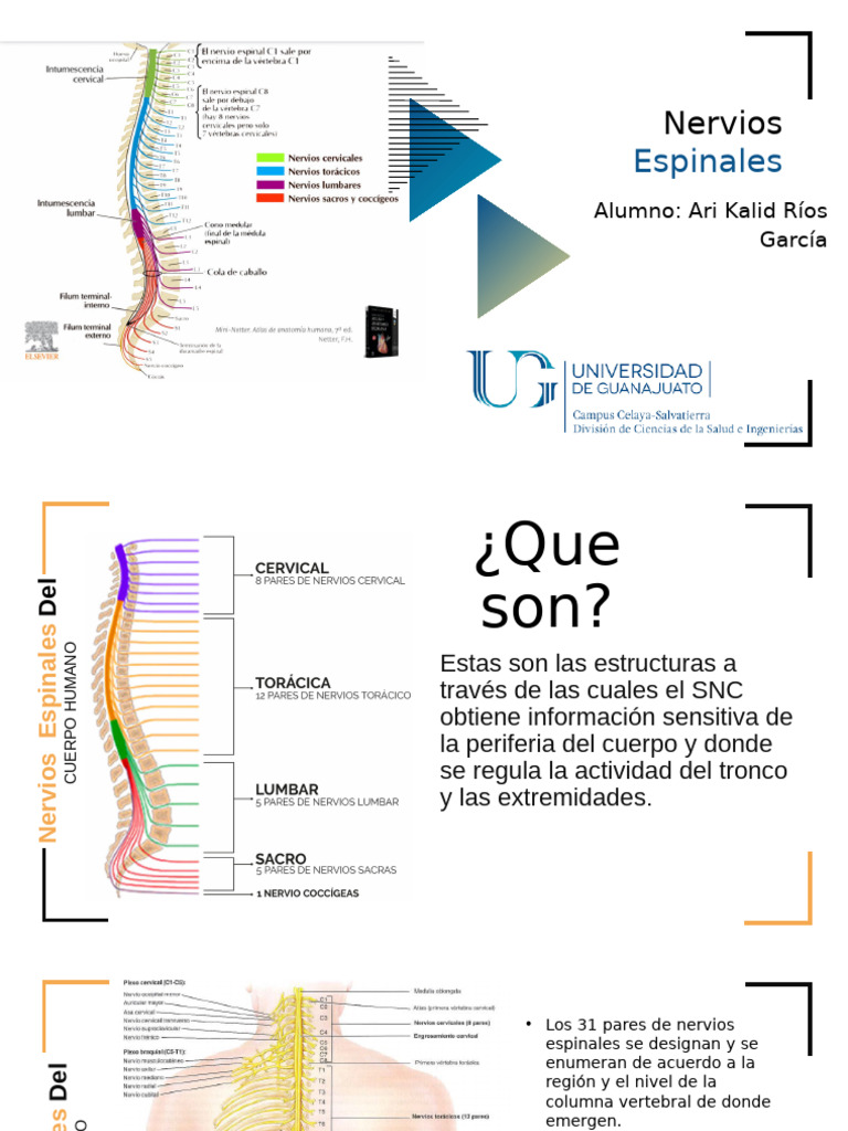 Nervios Espinales | PDF | La columna vertebral | Nervio