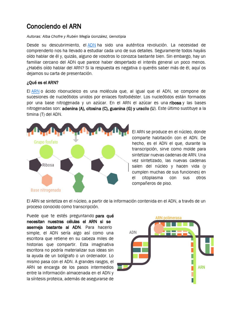 Arn y Arnt Arnm Arnr | PDF | Rna | Messenger Rna