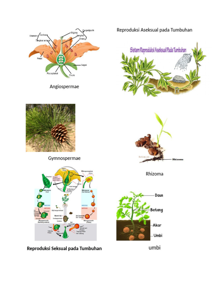 Angiospermae | PDF | Griya & Taman | Kesehatan Holistik