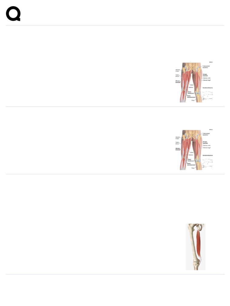 Region Posterior Del Muslo | PDF | Tejido suave | Anatomía del miembro ...