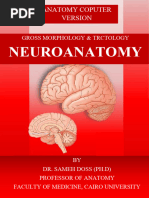 Sheep Brain Dissection | PDF | Brain | White Matter