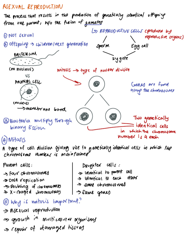 Asexual vs. Sexual Reproduction Explained | PDF | Sexual Reproduction ...