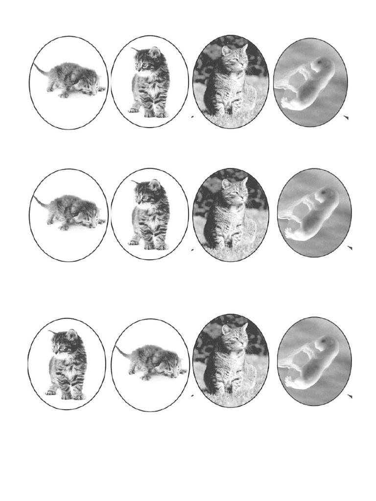 Animal Exo | PDF