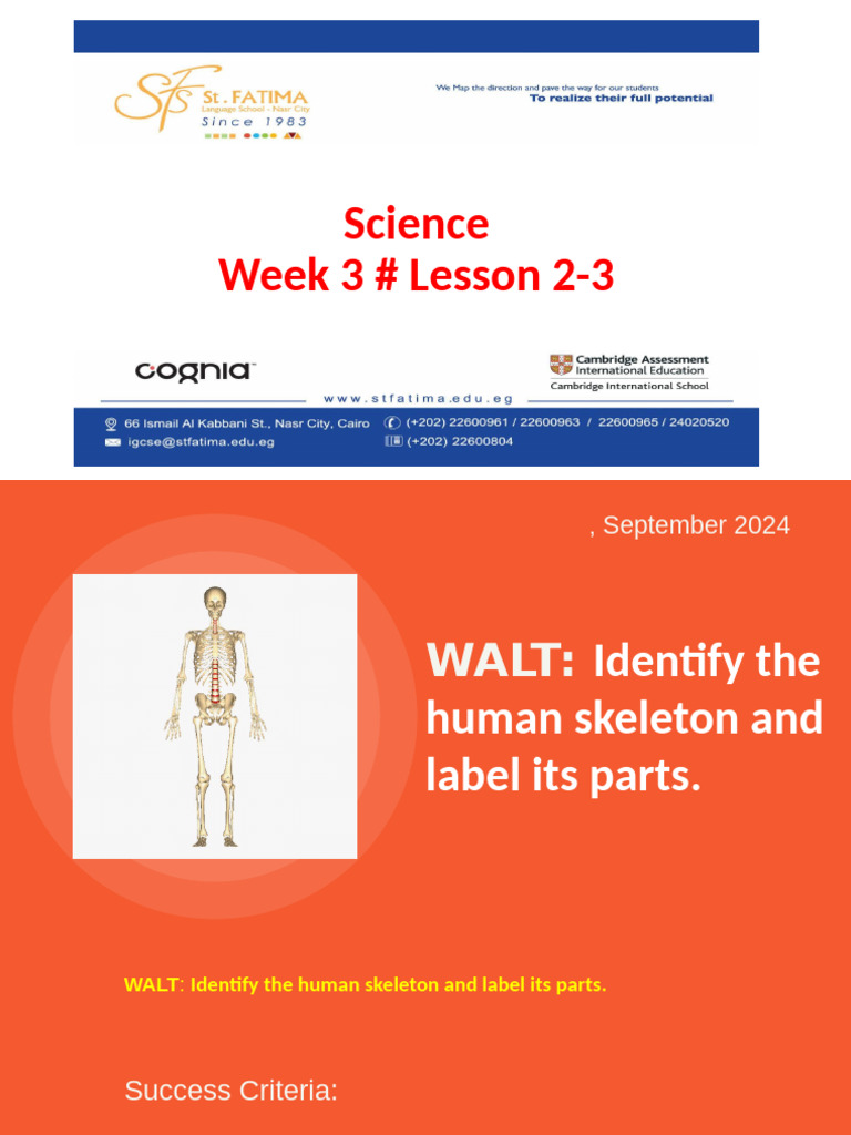 L2-3-Identify The Human Skeleton and Label Its Parts 168S8 | PDF