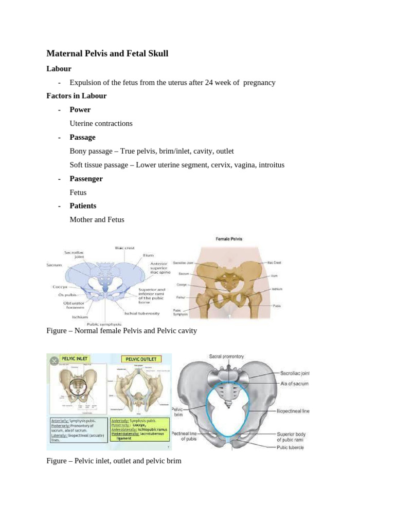 Maternal Pelvis and Fetal Skull - Lecture File | PDF