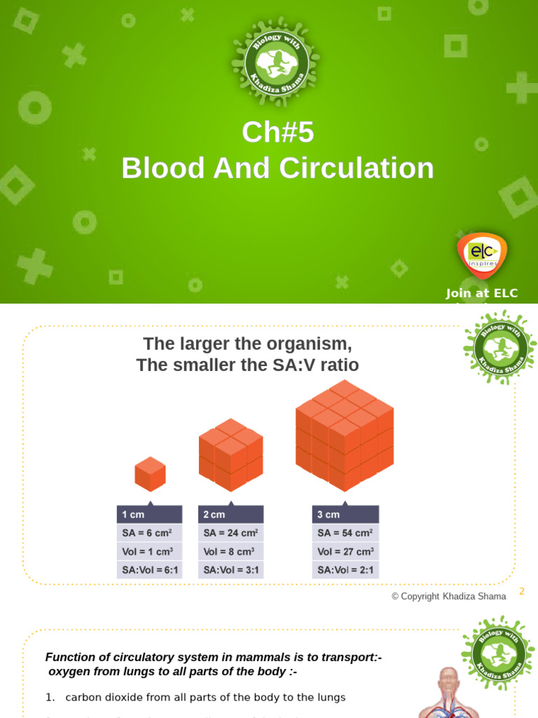 Ch5 Blood and Circulation | PDF | Heart Valve | Blood