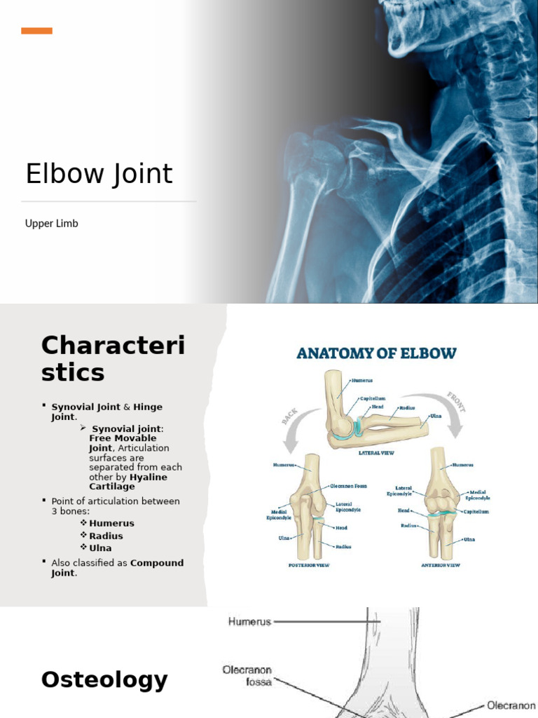Anatomy Elbow Joint MBBS | PDF | Elbow | Arm