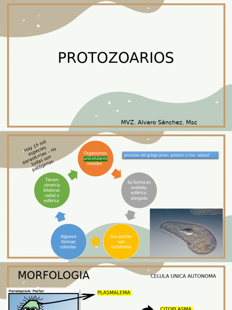 Características y Clasificación de Protozoarios | PDF | Protozoos ...