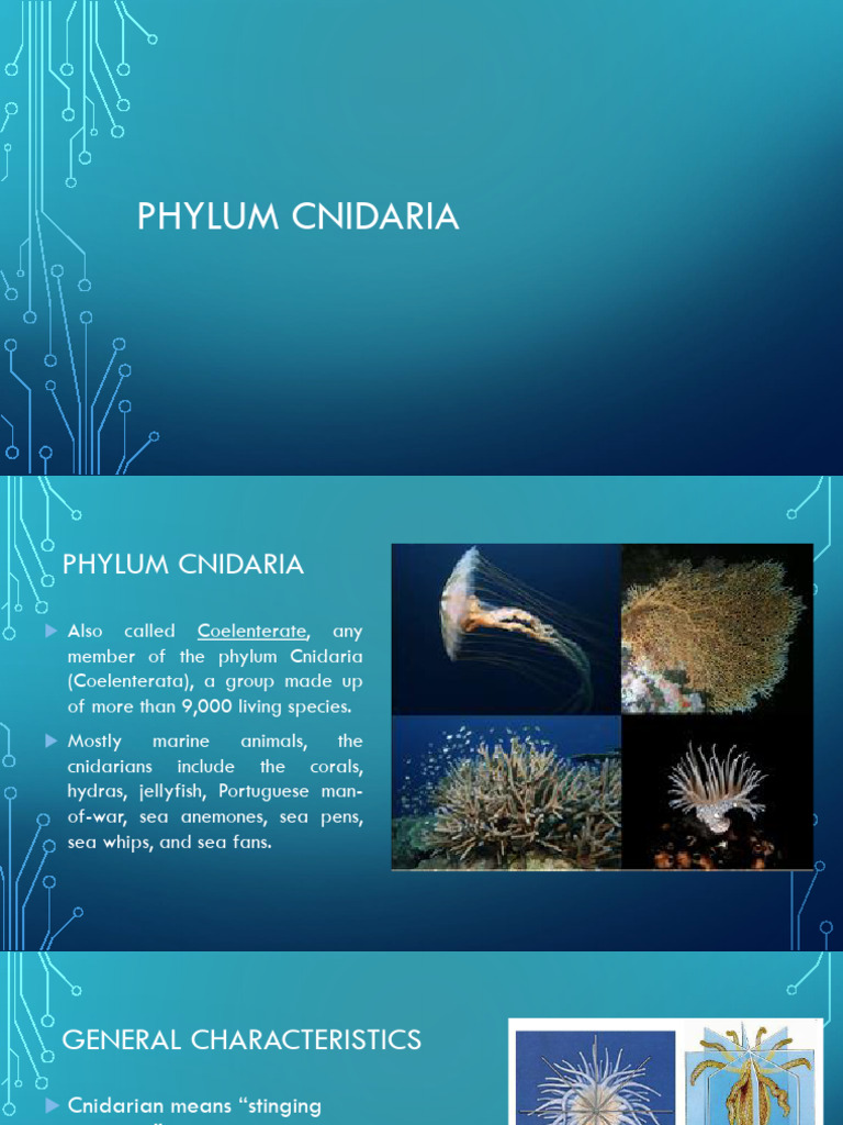 Phylum Cnidaria | PDF | Aquatic Animals | Venomous Animals