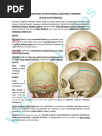 1 Region Superciliar | PDF | Cráneo | Anatomía humana