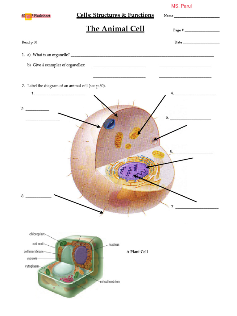 Cell Structure and Function AFL | PDF | Cell (Biology) | Organelle