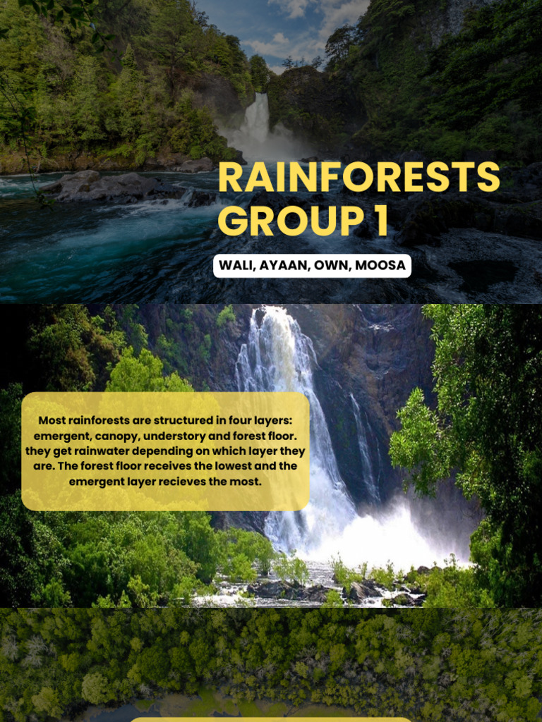 RAINFORESTS Presentation | PDF