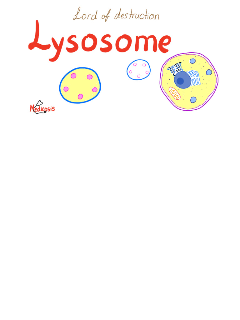 Lysosome, The Sac of Lytics, The Lord of Destruction | PDF | Lysosome | Histology