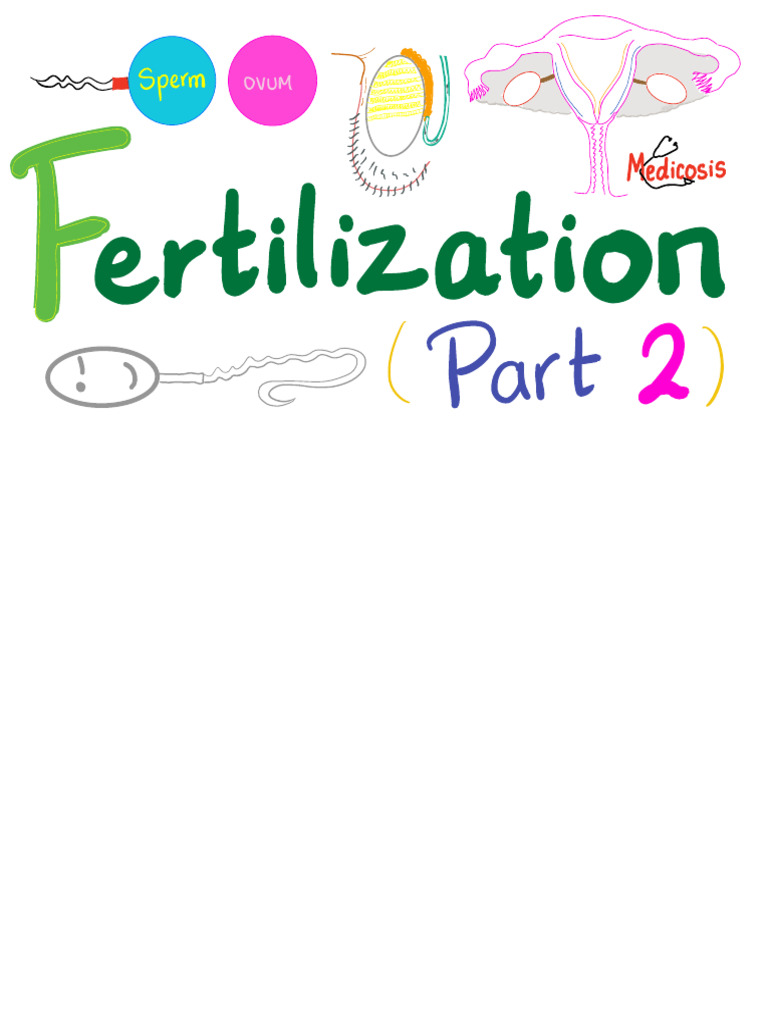 Fertilization (Part 2) - Capacitation, Acrosomal Reaction, Polyspermy ...