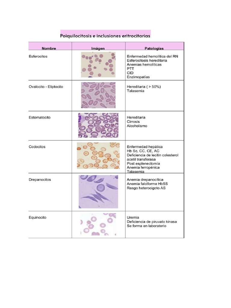 Morfologia de Celulas Sanguineas | PDF