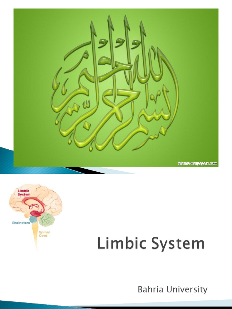 Limbic System Reticular Formation 22102024 122142am | PDF | Limbic System | Hippocampus