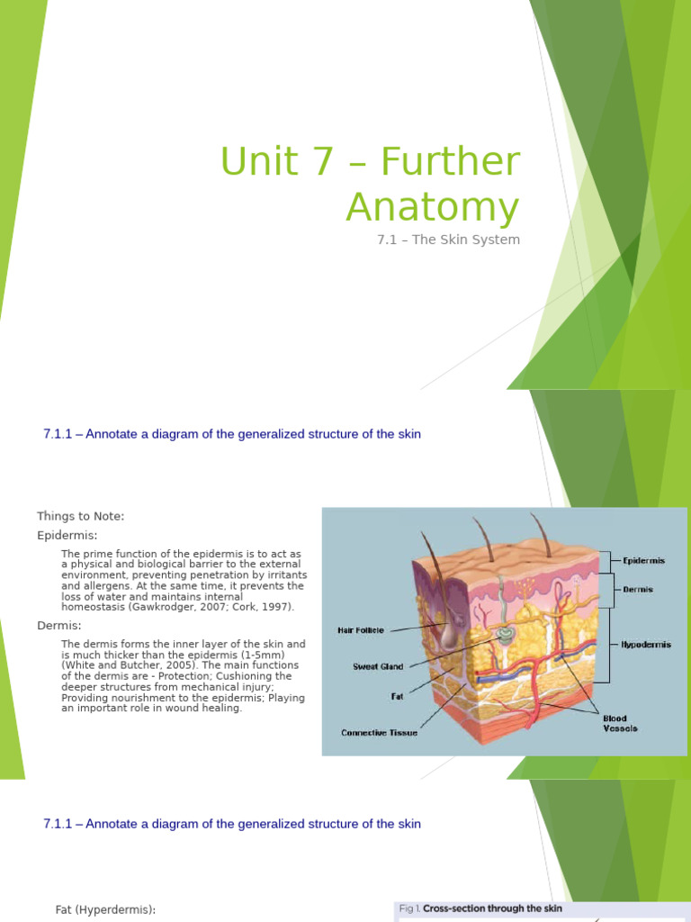 7.1 - The Skin System - Powerpoint | PDF | Skin | Epidermis
