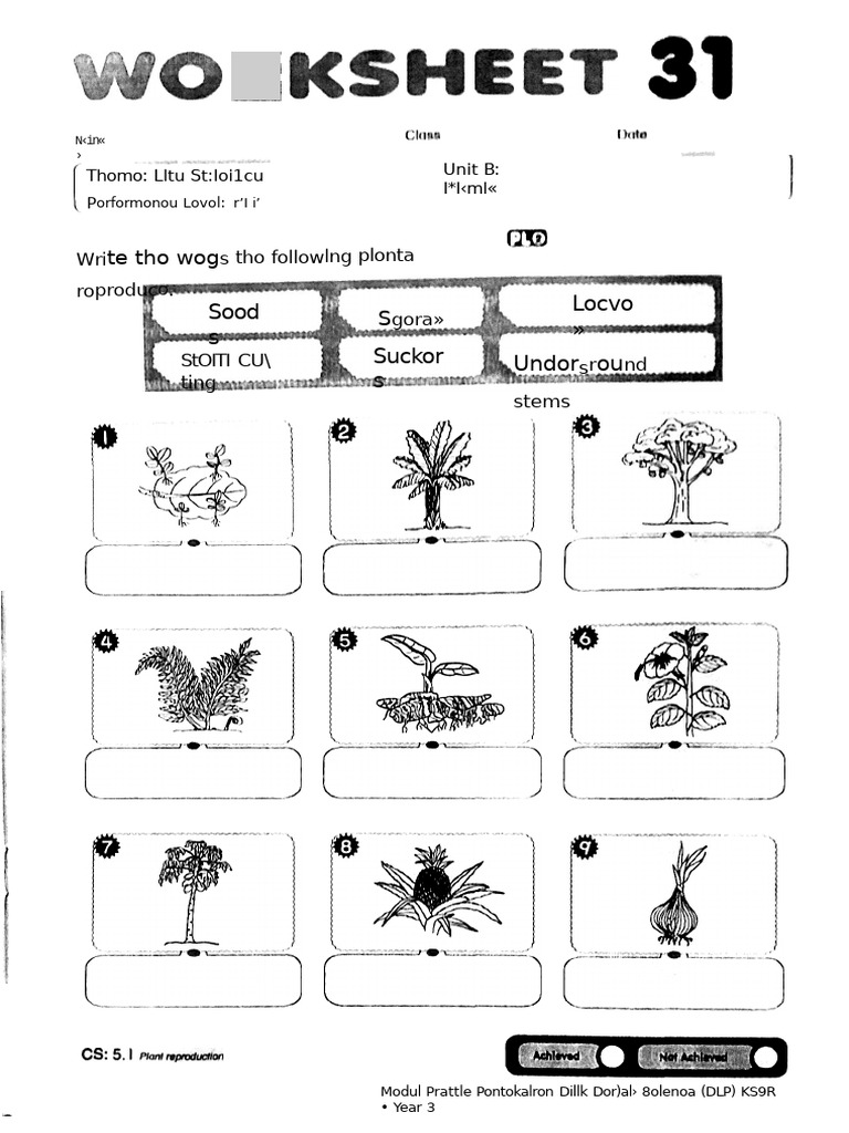 Worksheet Plant Year 3 | PDF | Nature | Horticulture