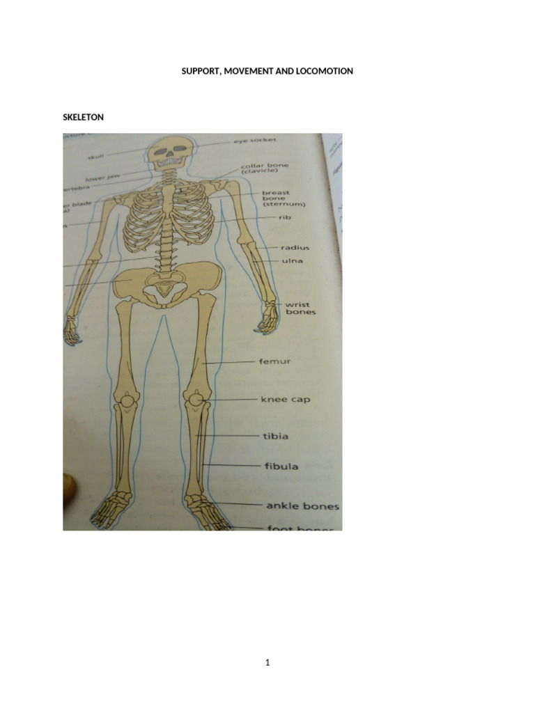 skeleton | PDF | Skeleton | Bone