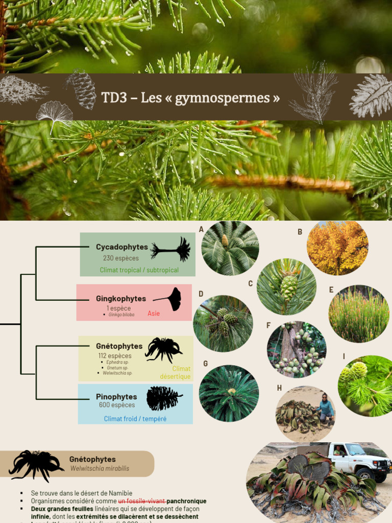 TD3 - Les Gymnospermes | PDF | Branches de la Botanique | Biologie