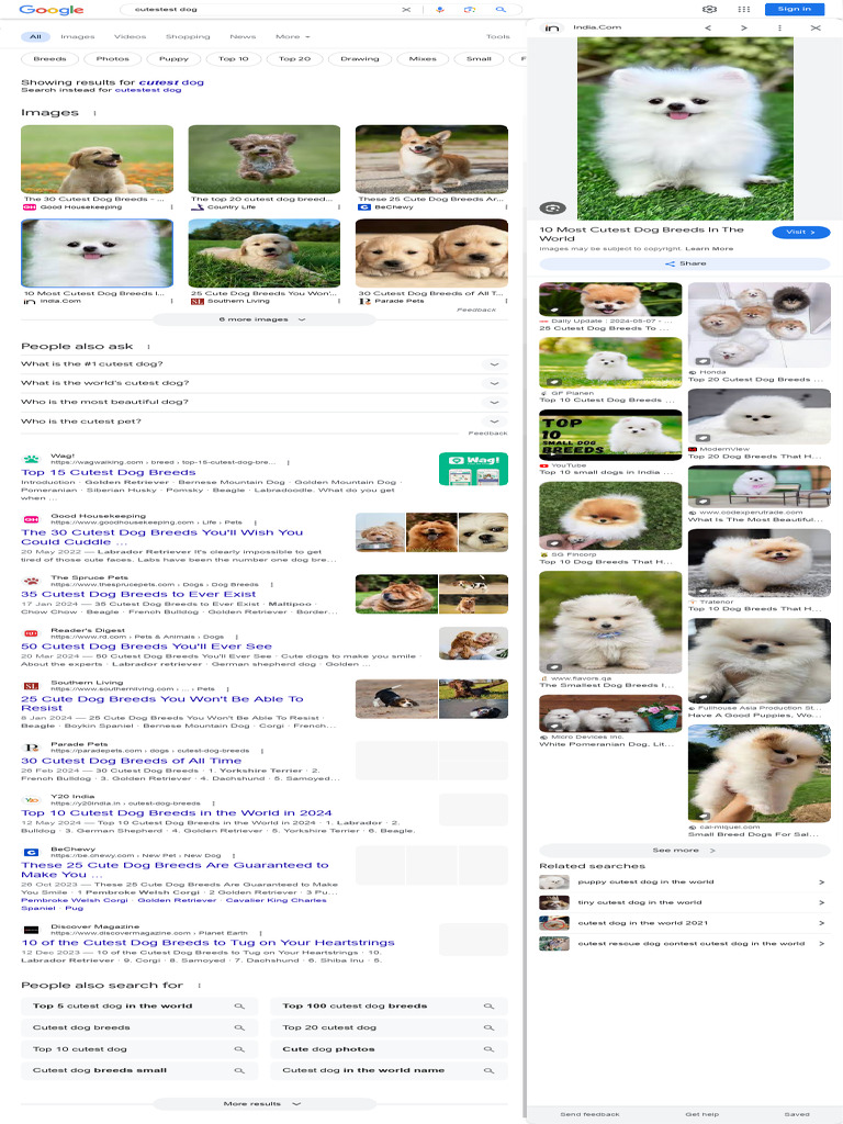 Cutestest Dog - Google Search | PDF | Dogs | Golden Retriever