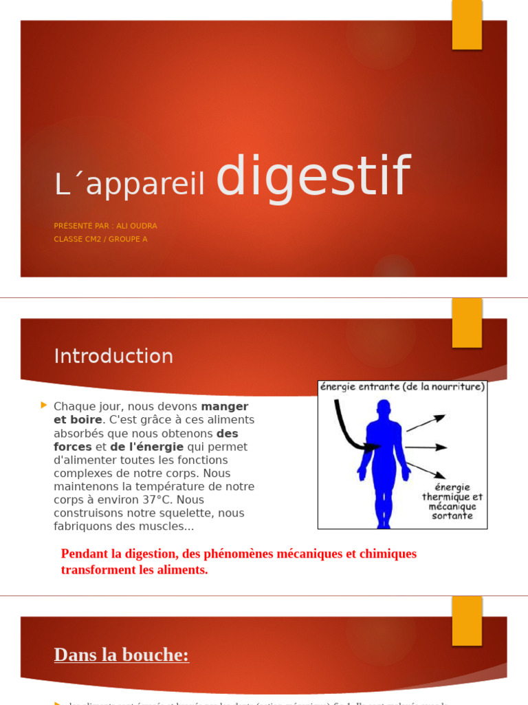 Anatomie de l'appareil digestif CM2 | PDF | Tractus gastro-intestinal ...