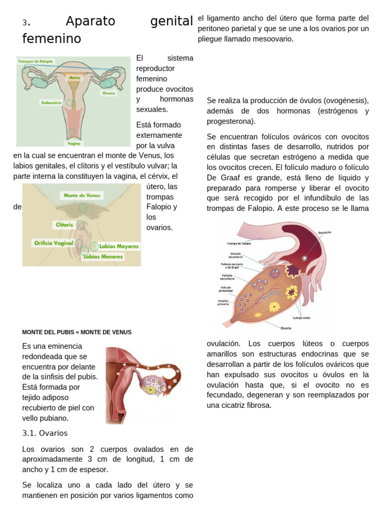Practica 3 Genito | PDF | Útero | Ovario