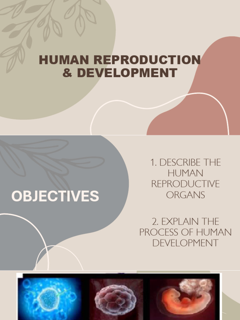 Q4W2 Human-Reproduction | PDF | Science & Mathematics