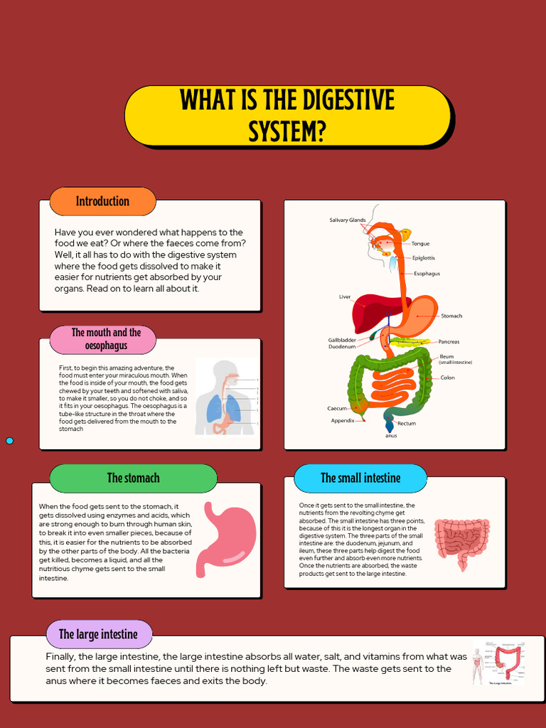 Digestive System Overview and Facts | PDF | Digestion ...