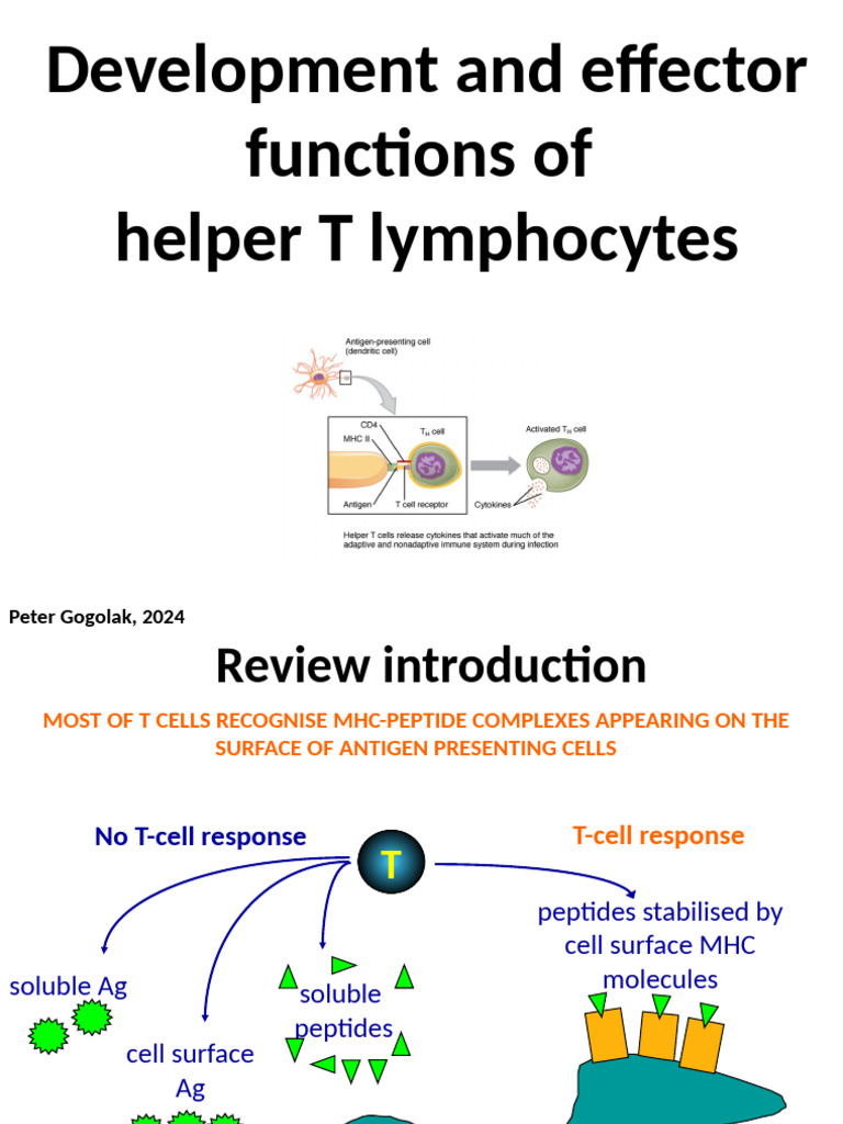23 Effector TH Cells 2024 GP | PDF | T Helper Cell | T Cell