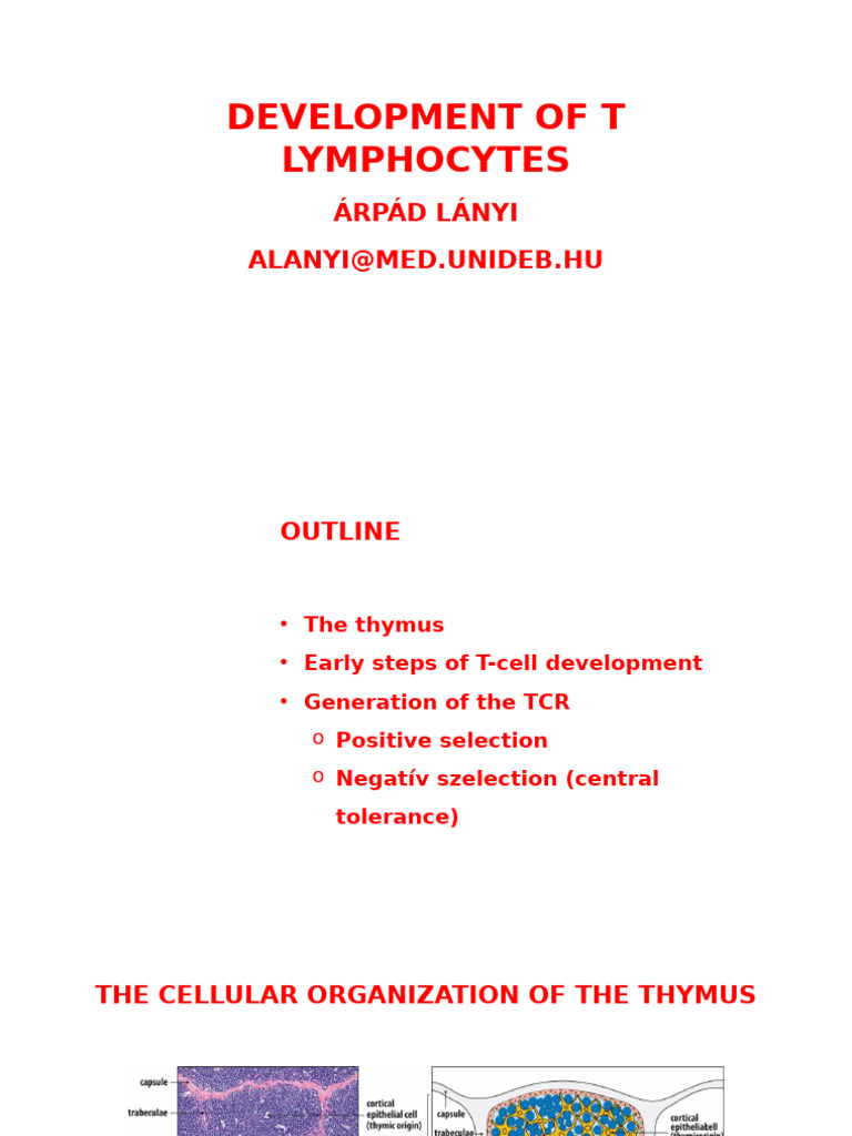 T-Cell Development and Thymus Function | PDF | T Cell | Thymus