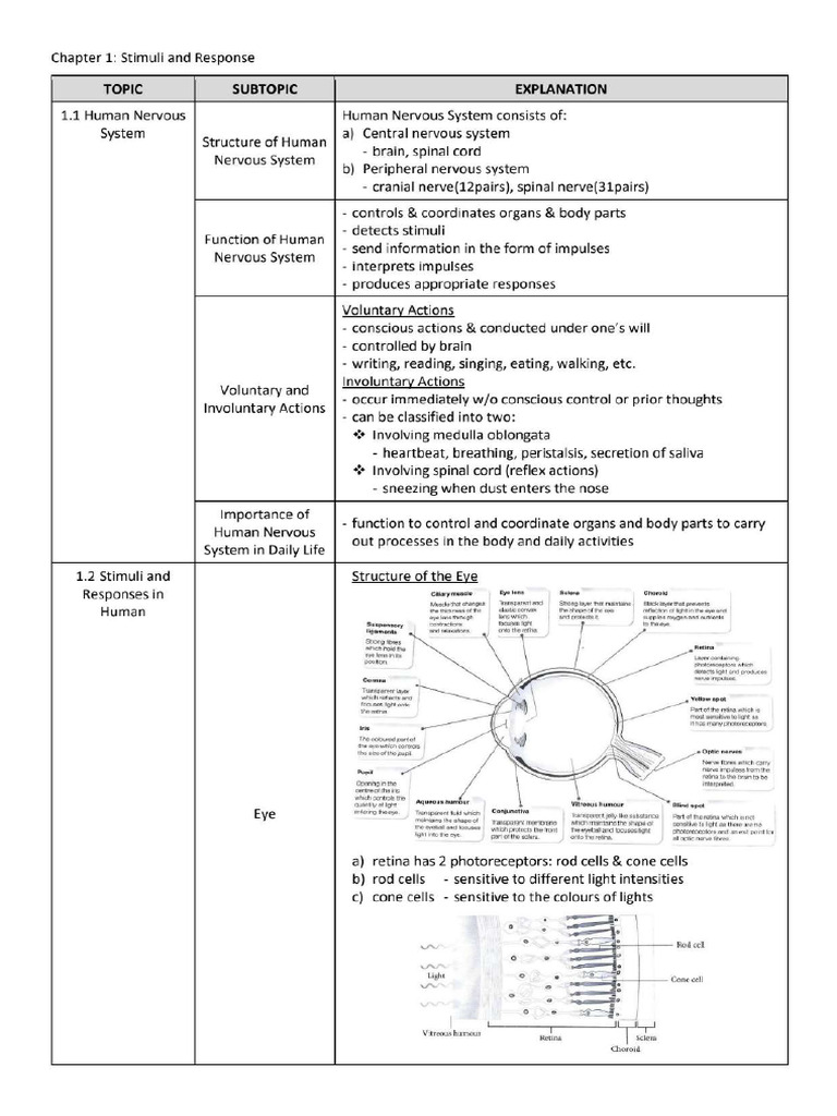 Nota Parts of The Eye Science Form 3 DLP | PDF