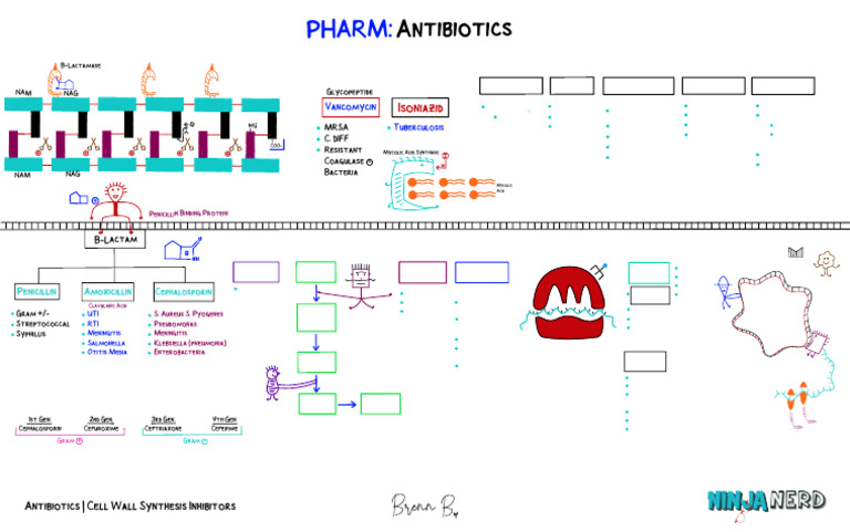 Antibiotics: Cell Wall Synthesis Inhibitors | PDF | Penicillin | Beta ...