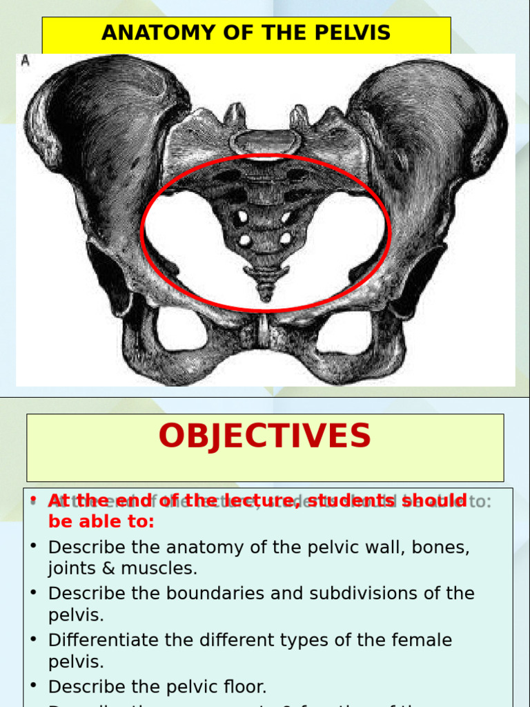 Anatomy of Female Pelvic Joints | PDF | Pelvis | Human Anatomy