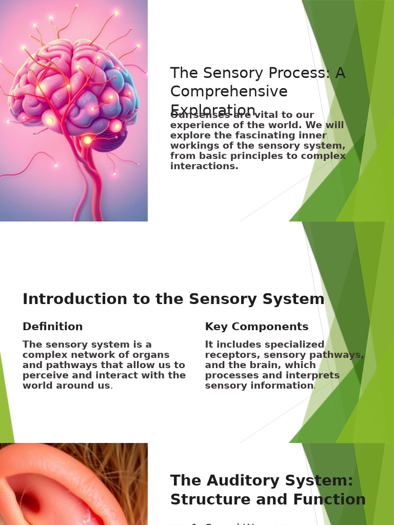 The Sensory Process AComprehensive Exploration | PDF | Senses | Taste
