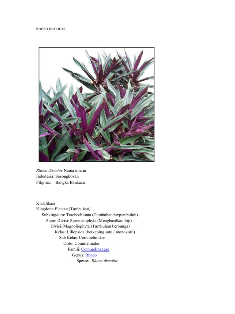 Rhoeo Discolor | PDF