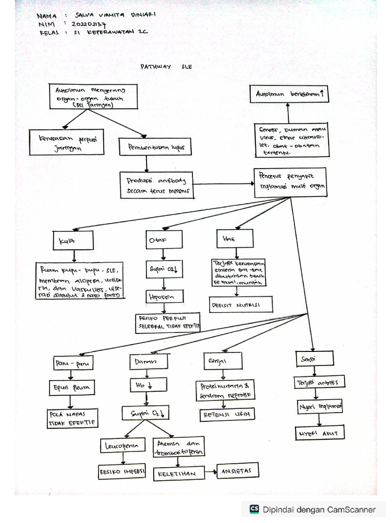 Pathway Sle | PDF